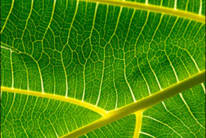 8 Difference Between Parallel And Reticulate Venation (With Pictures) - VIVA DIFFERENCES