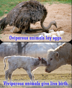 Difference Between Oviparous And Viviparous Animals (With Examples ...