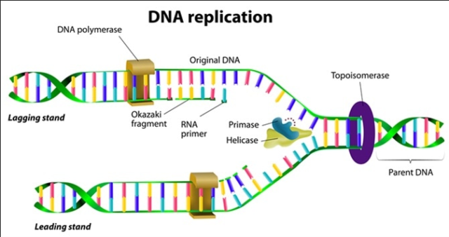 15 Difference Between Replication And Transcription - VIVA DIFFERENCES