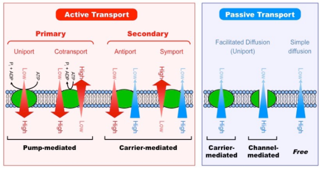 Difference Between Active Transport And Passive Transport (With ...