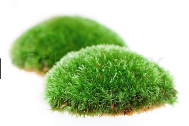 14 Major Difference Between Vascular And Non-vascular Plants With ...