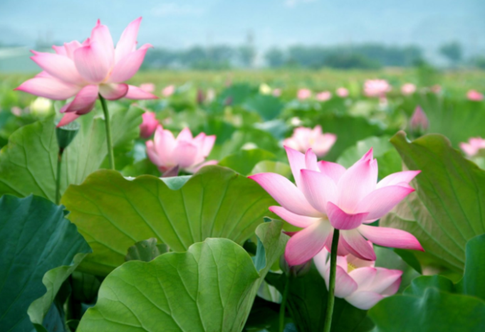 What is Flora and Fauna? 16 Differences, Importance & Examples - VIVA ...