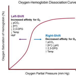 Difference Between Myoglobin And Hemoglobin Oxygen Dissociation Curve ...
