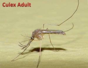Difference Between Anopheles And Culex Mosquito (With Pictures) - VIVA ...