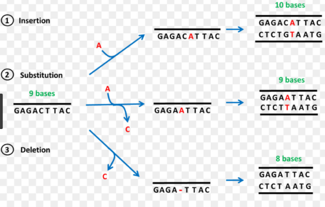 5 Difference Between Frameshift And Point Mutations - VIVA DIFFERENCES