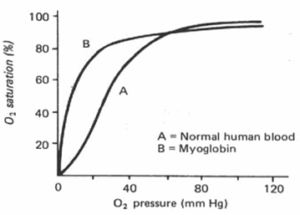 Difference Between Myoglobin And Hemoglobin Oxygen Dissociation Curve ...