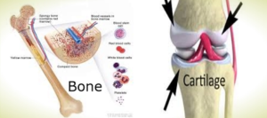 Differences Between Bone And Cartilage [Notes & PDF] - VIVA DIFFERENCES