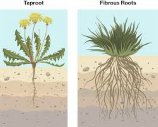18 Difference Between Taproot And Fibrous Root (With Examples ...