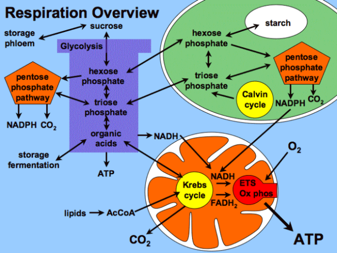 18 Difference Between Normal Respiration And Photorespiration (With ...