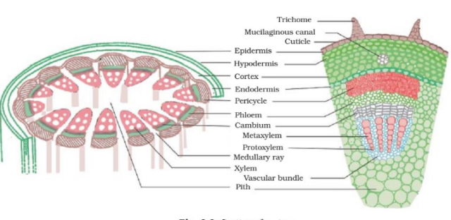6 Difference Between Simple Permanent Tissue And Complex Permanent ...