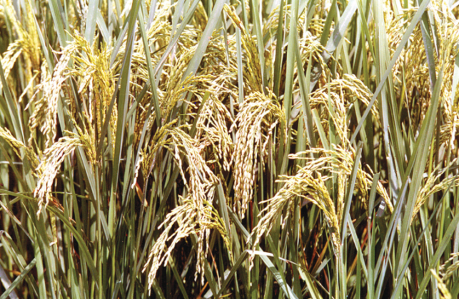 8 Difference Between Rabi And Kharif Crops With Examples - VIVA DIFFERENCES