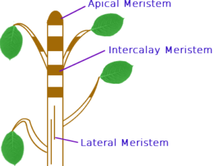 21 Difference Between Meristematic Tissues And Permanent Tissues In ...
