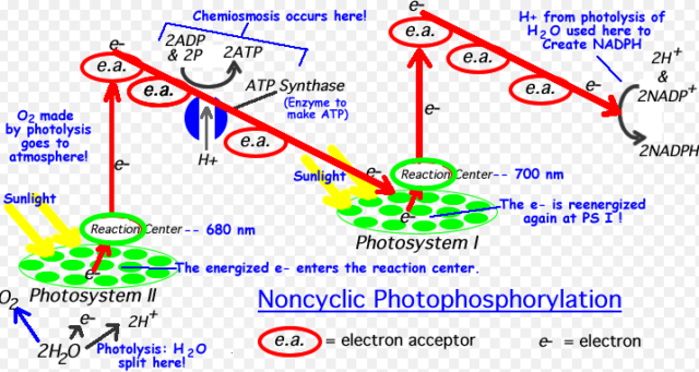 15 Difference Between Cyclic And Non-Cyclic Photophosphorylation (With ...