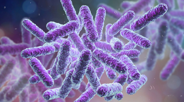10 Difference Between Salmonella And Shigella (With Pictures) - VIVA ...