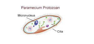 12 Difference Between Cilia And Microvilli - VIVA DIFFERENCES