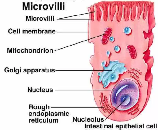 12 Difference Between Cilia And Microvilli - VIVA DIFFERENCES