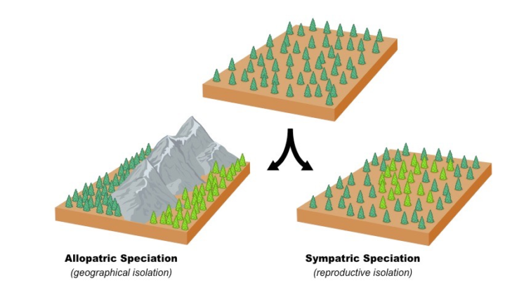 8 Difference Between Allopatric Speciation And Sympatric Speciation ...