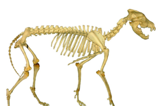15 Difference Between Endoskeleton And Exoskeleton - VIVA DIFFERENCES