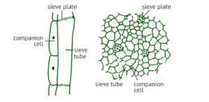 10 Difference Between Sieve Tubes And Companion Cells - VIVA DIFFERENCES