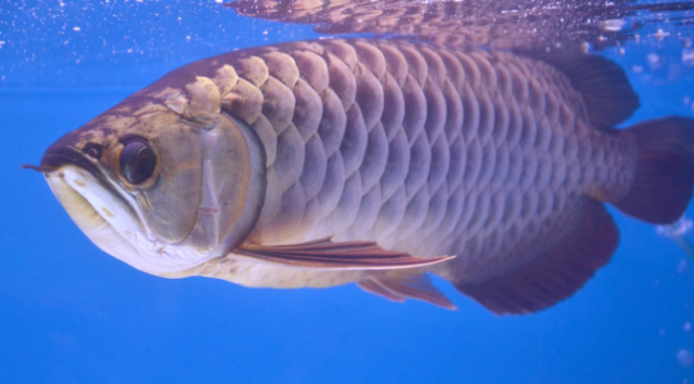 20 Differences Between Vertebrates And Invertebrates (With Examples ...