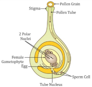 Difference Between Pollination And Fertilization In Flowering Plants ...