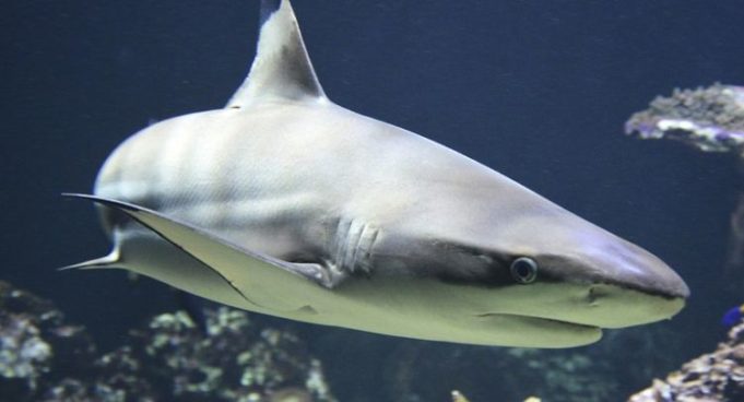 Difference Between Bony Fish And Cartilaginous Fish - VIVA DIFFERENCES