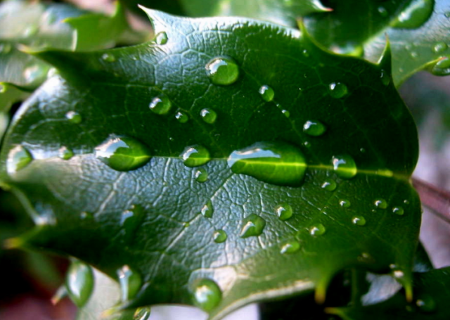 Lenticular Vs Stomatal Vs Cuticular Transpiration: What Is The ...