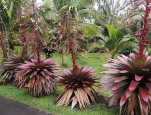 Difference Between Monocarpic Plants And Polycarpic Plants (With ...