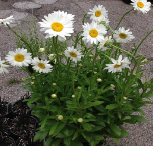 Difference Between Monocarpic Plants And Polycarpic Plants (With ...