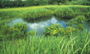 Difference Between Oligotrophic And Eutrophic Lakes - VIVA DIFFERENCES