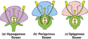 Hypogenous Vs Perigynous Vs Epigynous Flower: 8 Major Differences (With ...