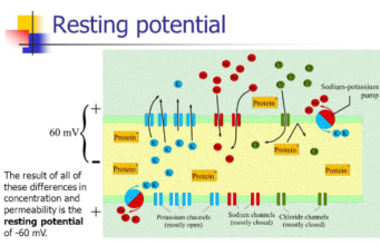 Major Difference Between Action Potential And Resting Potential - VIVA ...