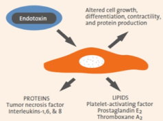 Difference Between Endotoxins And Exotoxins - VIVA DIFFERENCES