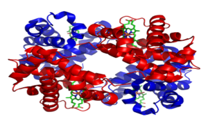 Difference Between Hemoglobin And Myoglobin [Notes & PDF] - VIVA ...