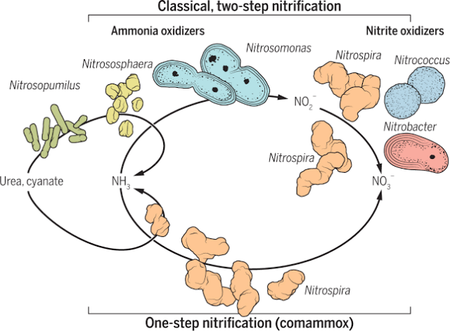 Difference Between Nitrification And Denitrification (With Diagram ...