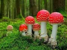 Difference Between Mushroom And Toadstool (With Identification Guide ...