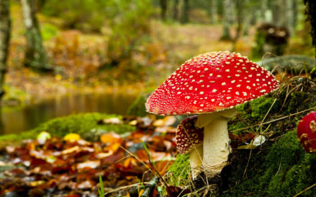 Difference Between Mushroom And Toadstool (With Identification Guide ...