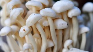 Difference Between Mushroom And Toadstool (With Identification Guide ...