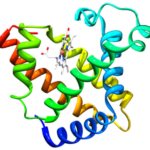 Difference Between Hemoglobin And Myoglobin [Notes & PDF] - VIVA ...