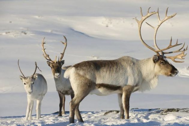 Difference Between Reindeer And Deer With Pictures Viva Differences