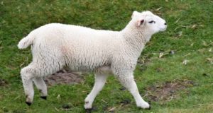 Difference Between Lamb And Sheep (With Pictures) - VIVA DIFFERENCES