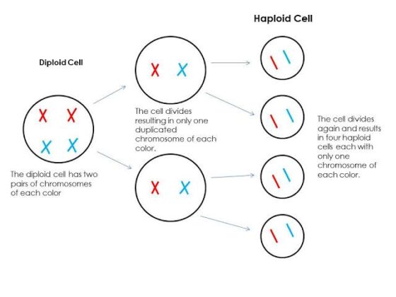 Difference Between Haploid And Diploid (With Diagram) - VIVA DIFFERENCES