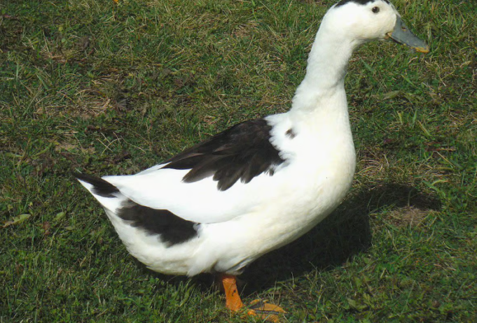 Difference Between Goose And Duck - VIVA DIFFERENCES
