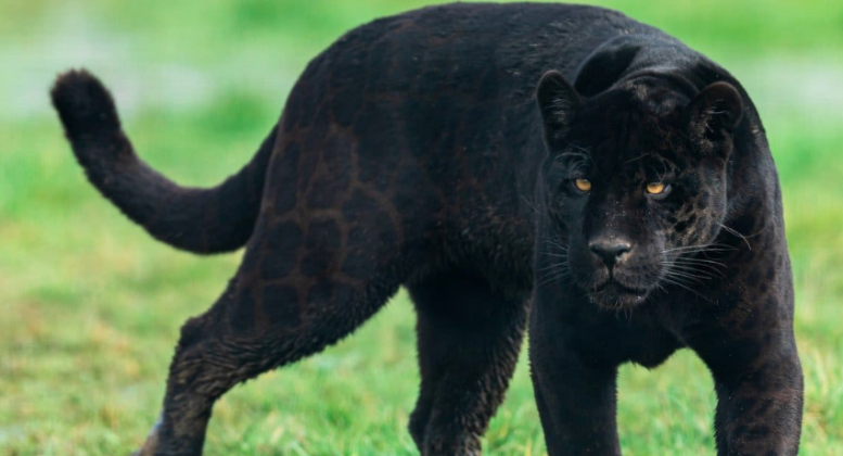 Difference Between Panther And Puma - VIVA DIFFERENCES