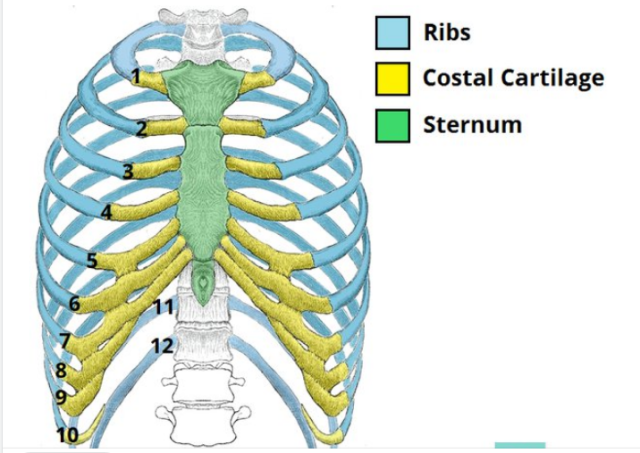 Difference Between Male And Female Ribs - VIVA DIFFERENCES