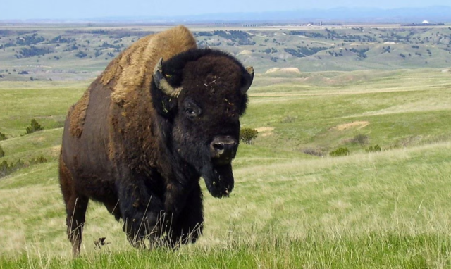 Bison vs Buffalo: 15 Differences (With Pictures & Conservation Status ...