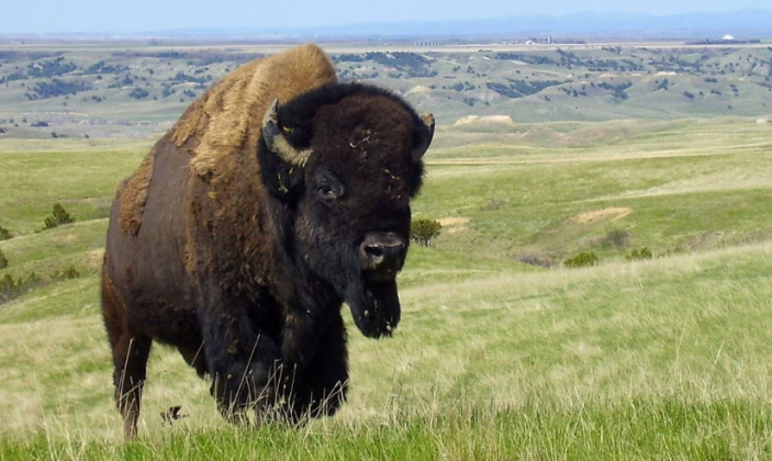 Bison vs Buffalo: 15 Differences (With Pictures & Conservation Status ...