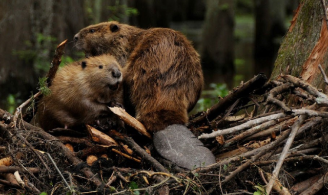 Difference Between Groundhog and Beaver - VIVA DIFFERENCES