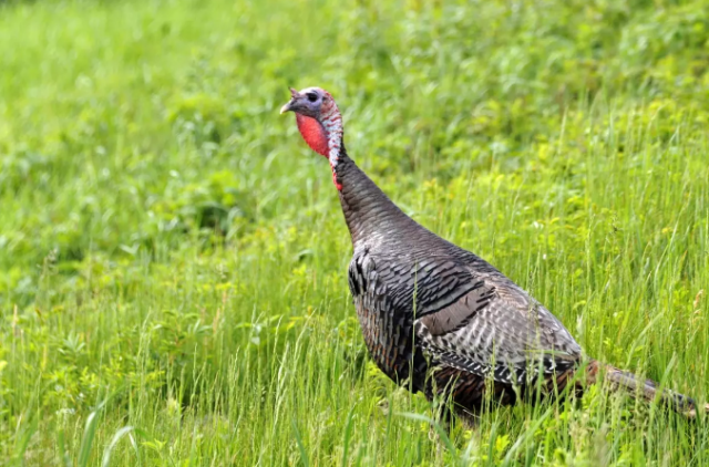 Difference Between Male And Female Turkeys - VIVA DIFFERENCES
