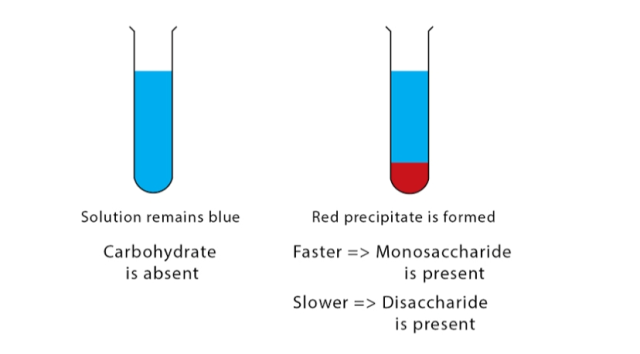 Barfoed’s Test: Principle, Reagents & Result Interpretation - VIVA ...